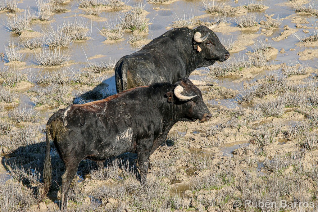 Domestic Cattle from Sevilla, Andalucía, Spain on December 26, 2014 at ...
