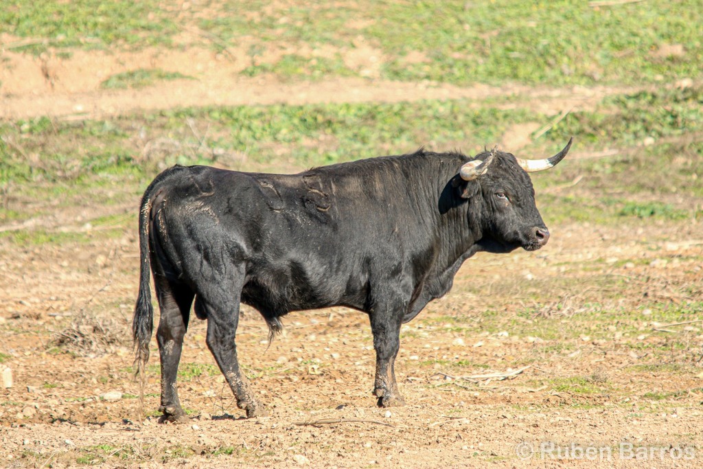 Domestic Cattle from Sevilla, Andalucía, Spain on December 26, 2014 at ...