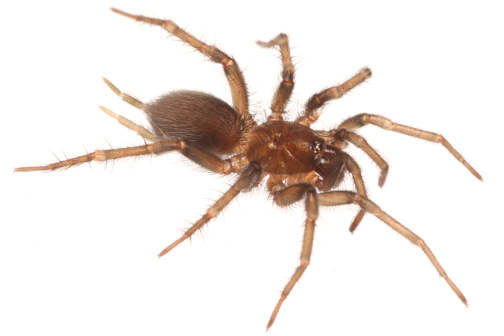 Masteria in January 2023 by Prakrit Jain. Maybe Dipluridae? 2500 m ...