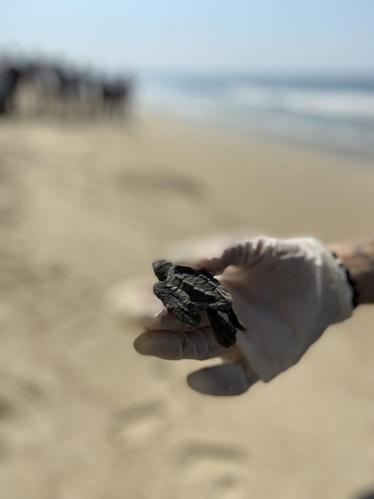 Olive Ridley Sea Turtle in January 2023 by EDGAR JESUS MIRANDA VEGA ...