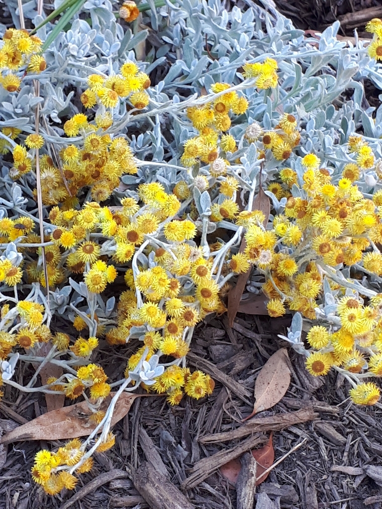 Common Everlasting from Castlemaine VIC 3450, Australia on January 23 ...