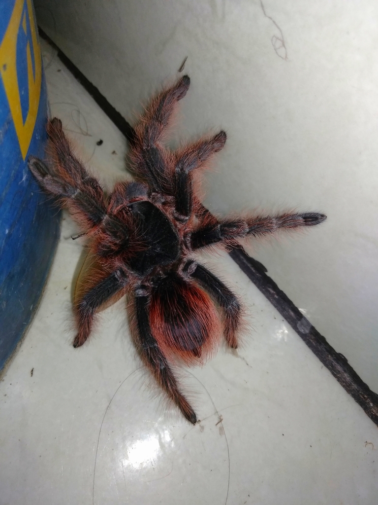 Bolivian Salmon Pink Tarantula from Cáceres on January 1, 2021 at 08:42 PM by Ellen Possan ...