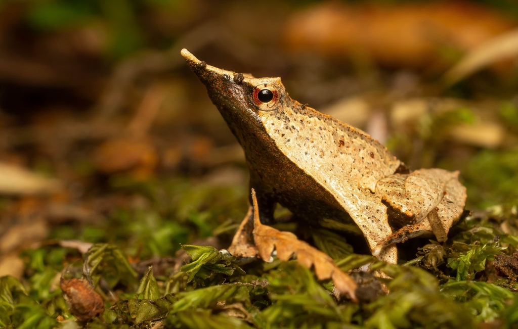 Darwin's Frog in January 2023 by Matías Faúndez · iNaturalist