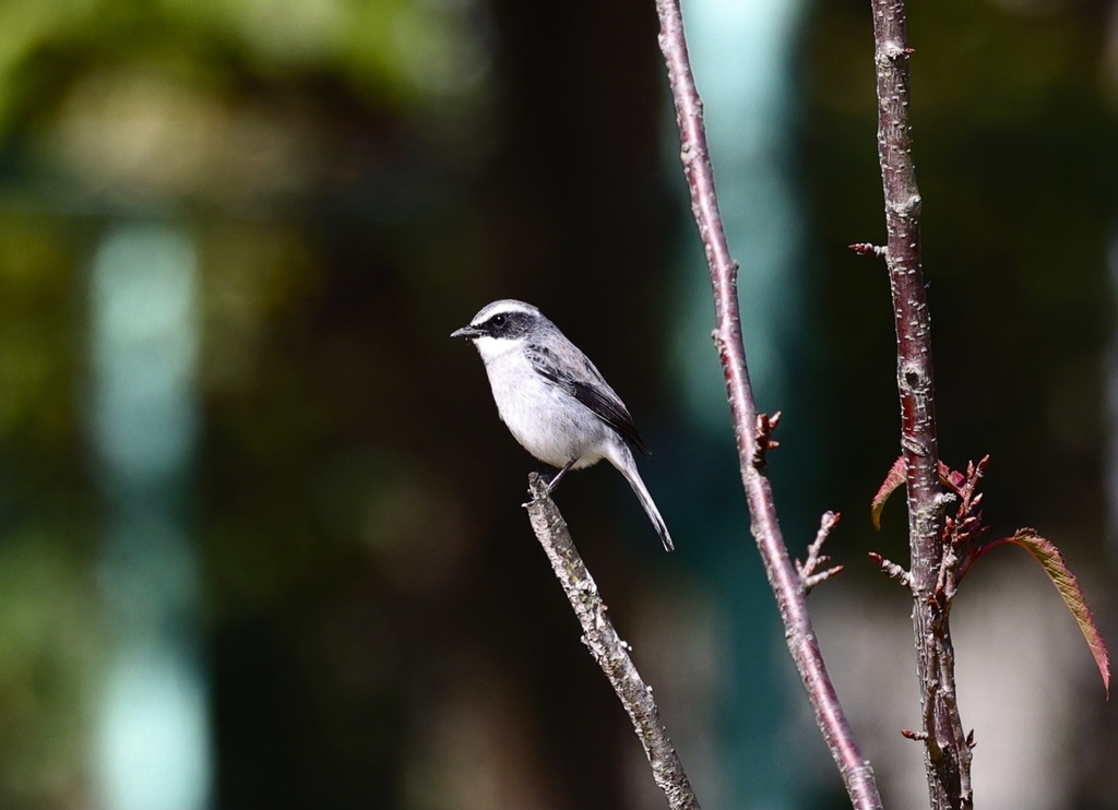 Grey Bushchat from Kwun Tong North, Kowloon, HK on January 28, 2023 at ...