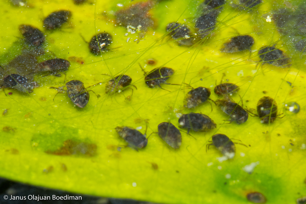 Micronecta in December 2021 by Janus Olajuan Boediman · iNaturalist