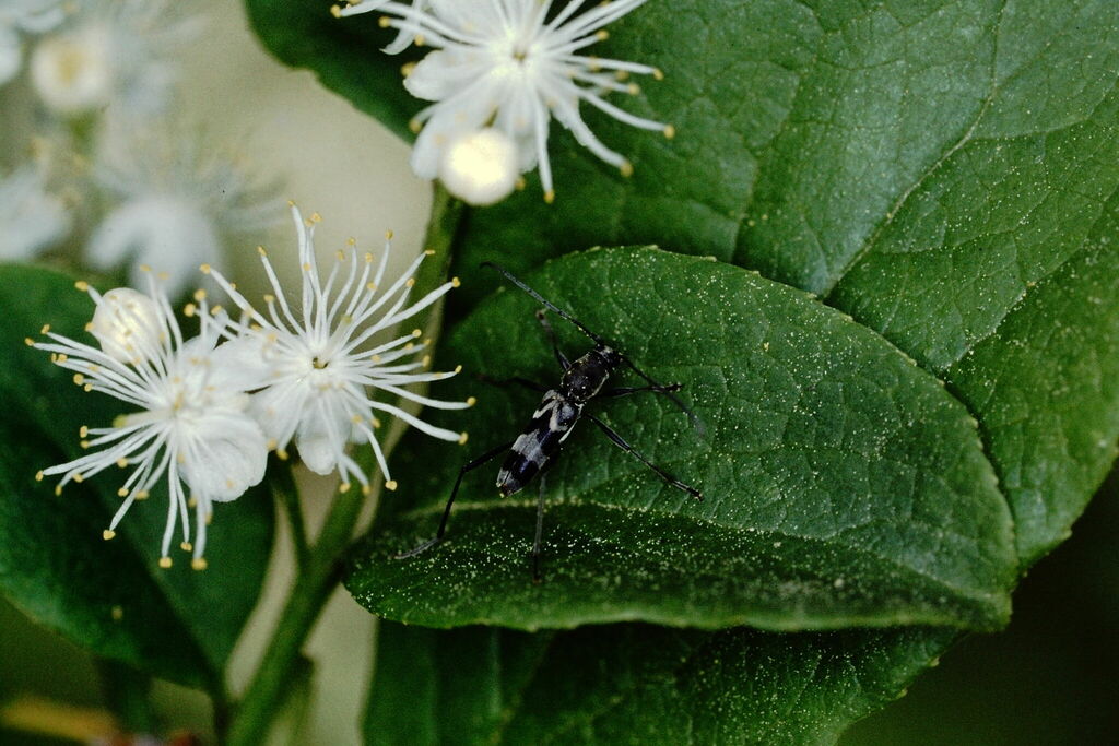 Demonax transilis from 대한민국 서울특별시 은평구 on May 09, 1999 by Taewoo Kim. My ...