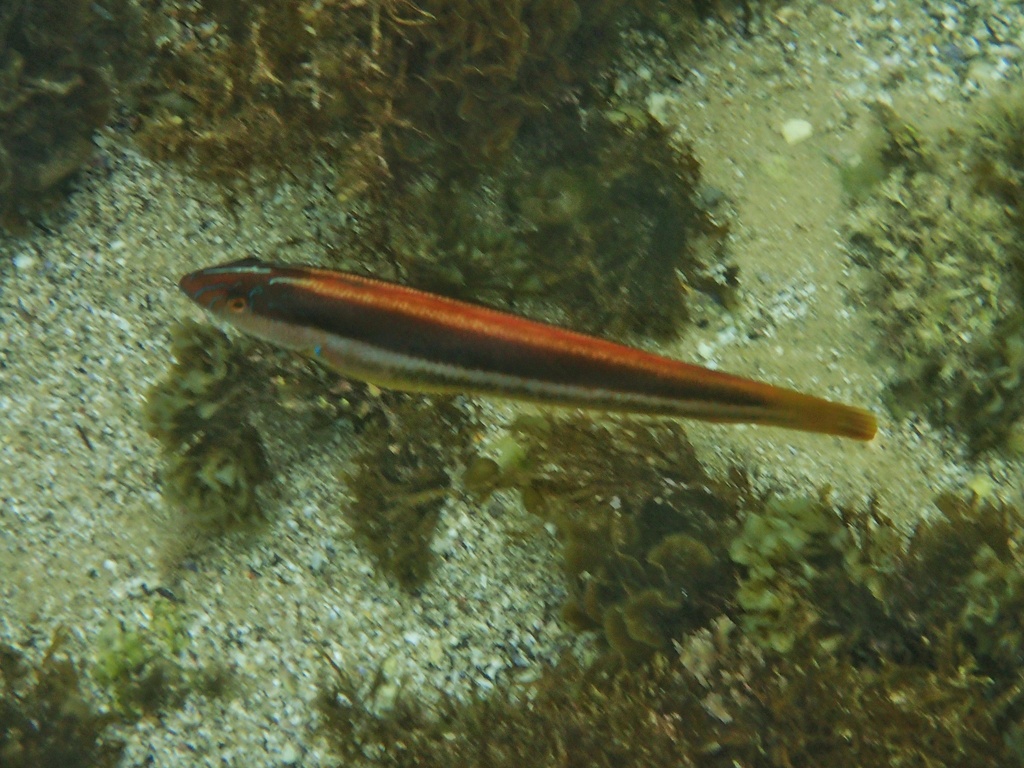 Southern Maori Wrasse from Sydney NSW, Australia on December 01, 2022 ...