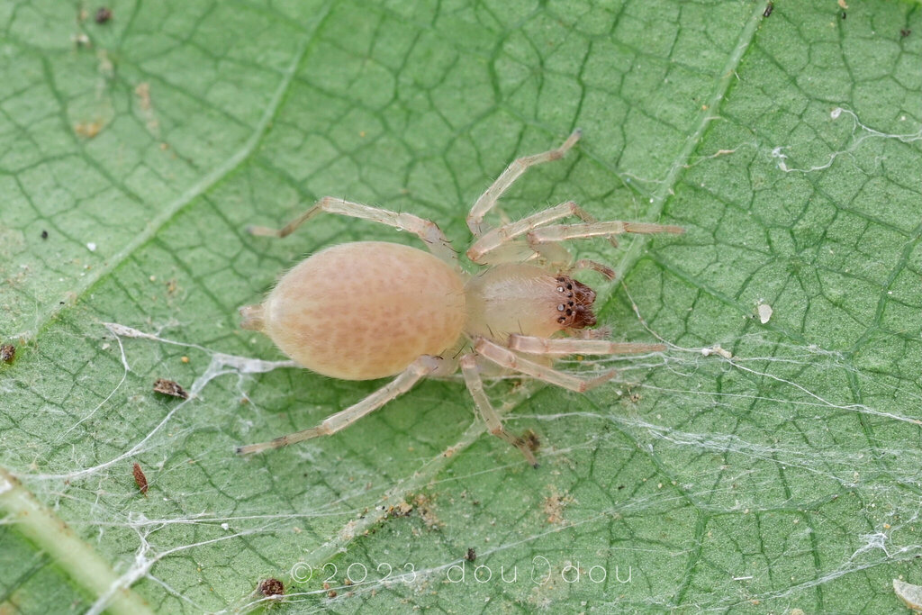 Leafcurling Sac Spiders from 中国海南省琼中黎族苗族自治县百花岭 on January 16, 2023 at ...