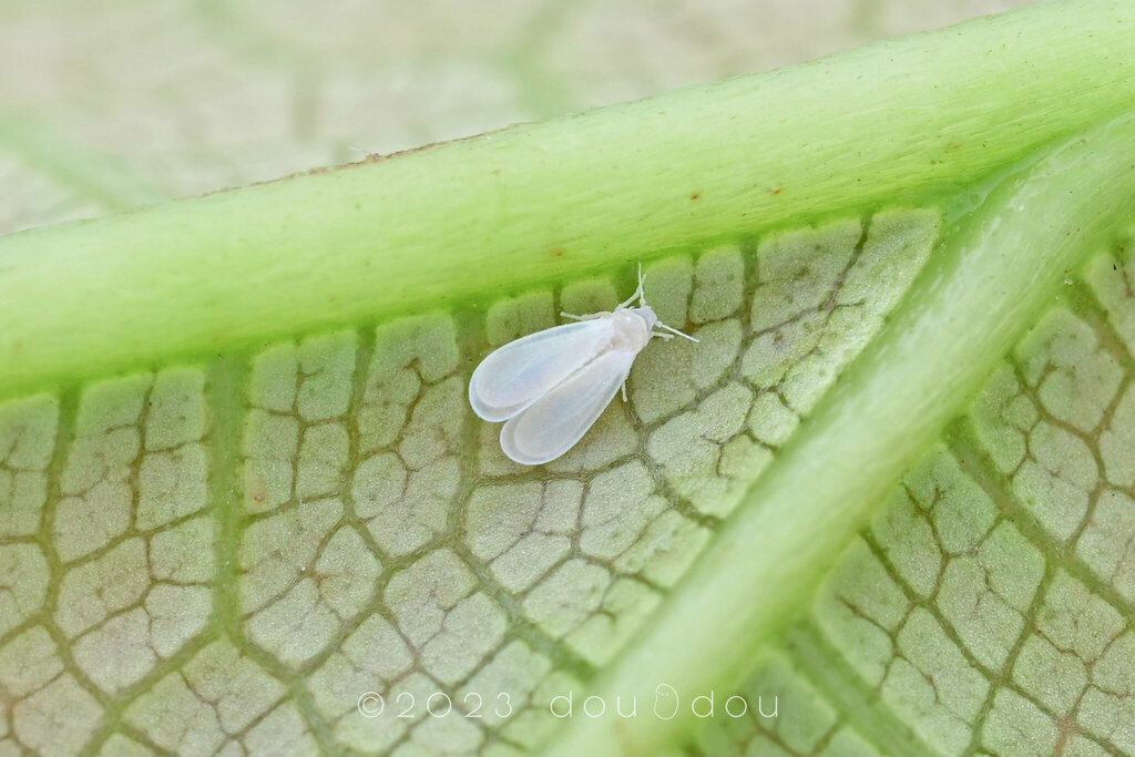 Whiteflies from 中国海南省琼中黎族苗族自治县百花岭 on January 16, 2023 at 02:36 PM by 豆豆 ...
