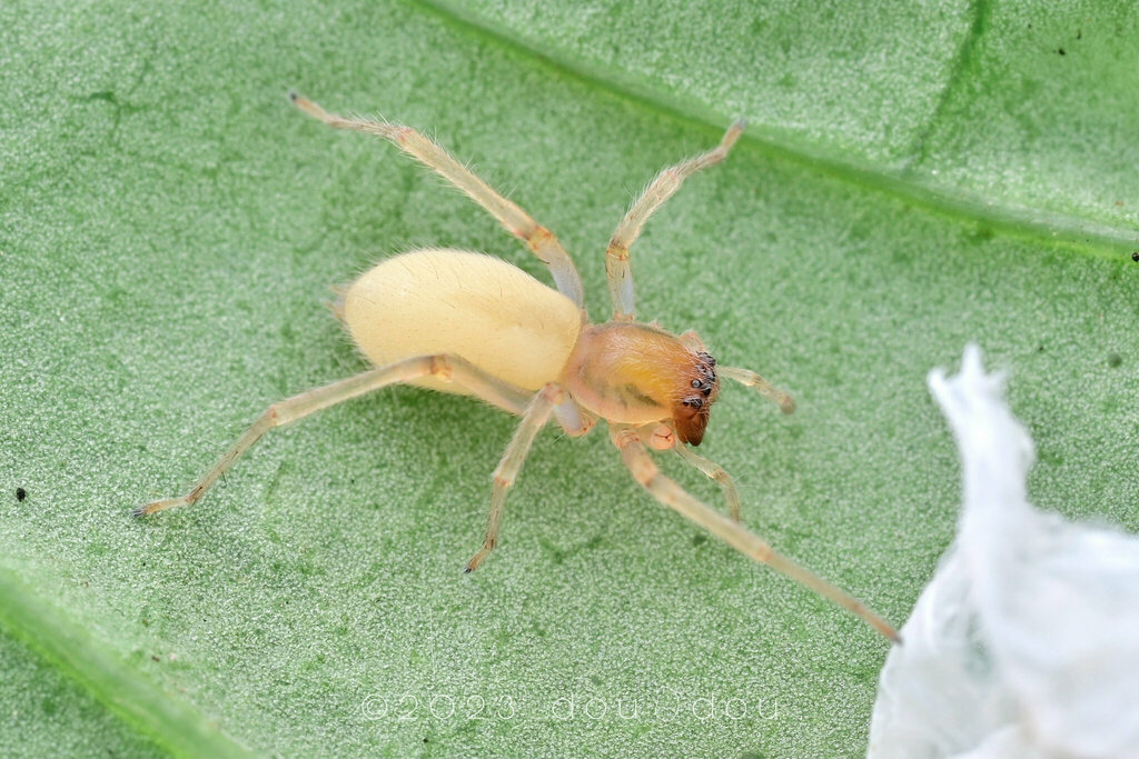 Longlegged Sac Spiders from 中国海南省琼中黎族苗族自治县百花岭 on January 16, 2023 at 02 ...
