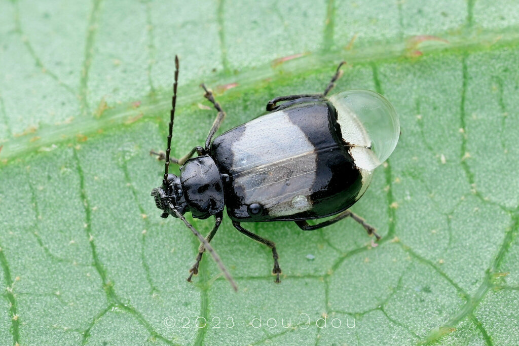 Paridea from 中国海南省琼中黎族苗族自治县百花岭 on January 16, 2023 at 02:55 PM by 豆豆 · ...