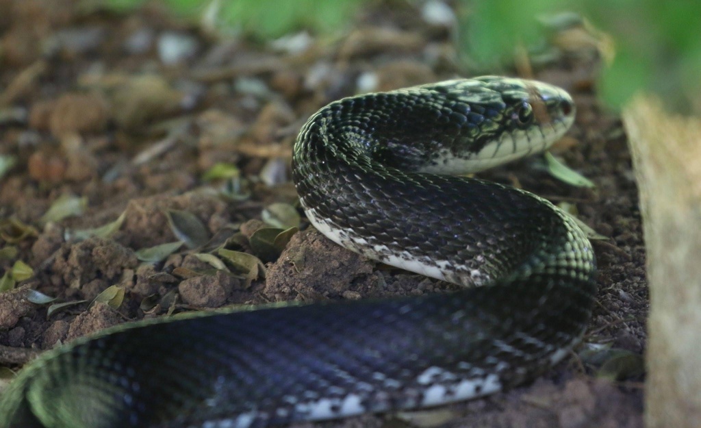 Eastern Ratsnake from Maidens Rd, Maidens, VA, US on July 04, 2017 at ...