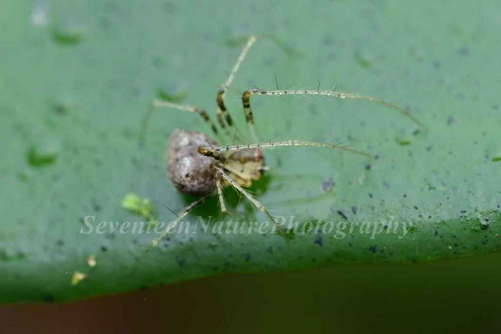 Cannibal Spiders from 中国海南省五指山市 on January 16, 2023 at 09:50 PM by 石柒 ...