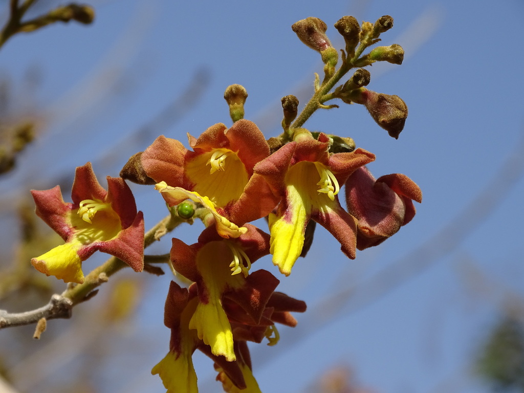 Kashmir tree from Pehonko, Benin on January 28, 2023 at 11:02 AM by ...