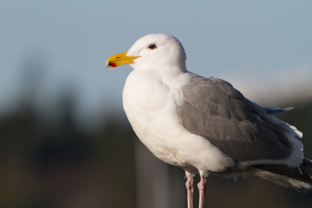 Large White-headed Gulls from Kitsap County, WA, USA on February 20 ...