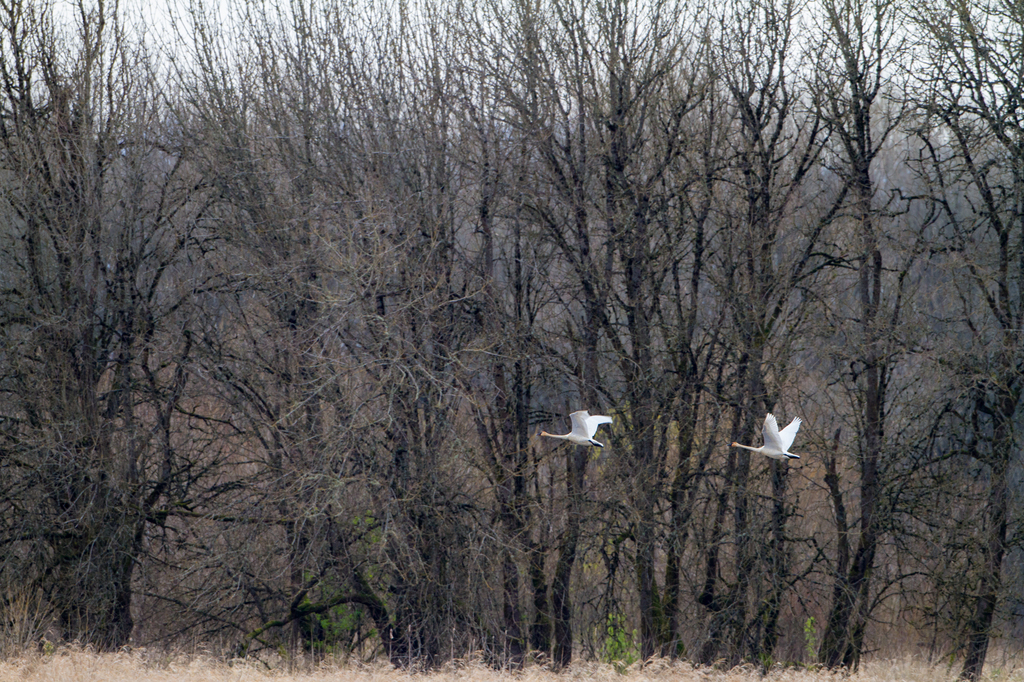 Tundra Swan from Clark County, WA, USA on March 13, 2010 at 04:15 PM by ...