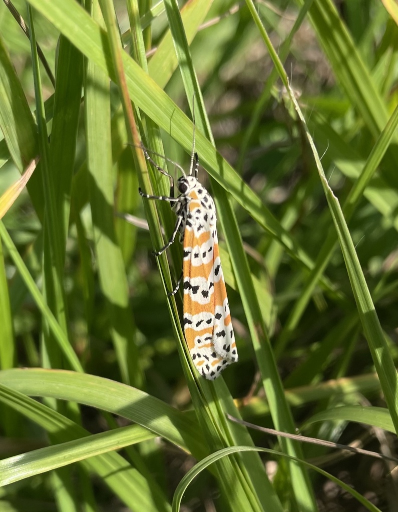 Ornate Bella Moth from N Haverhill Rd, West Palm Beach, FL, US on December 31, 2022 at 02:55 PM ...