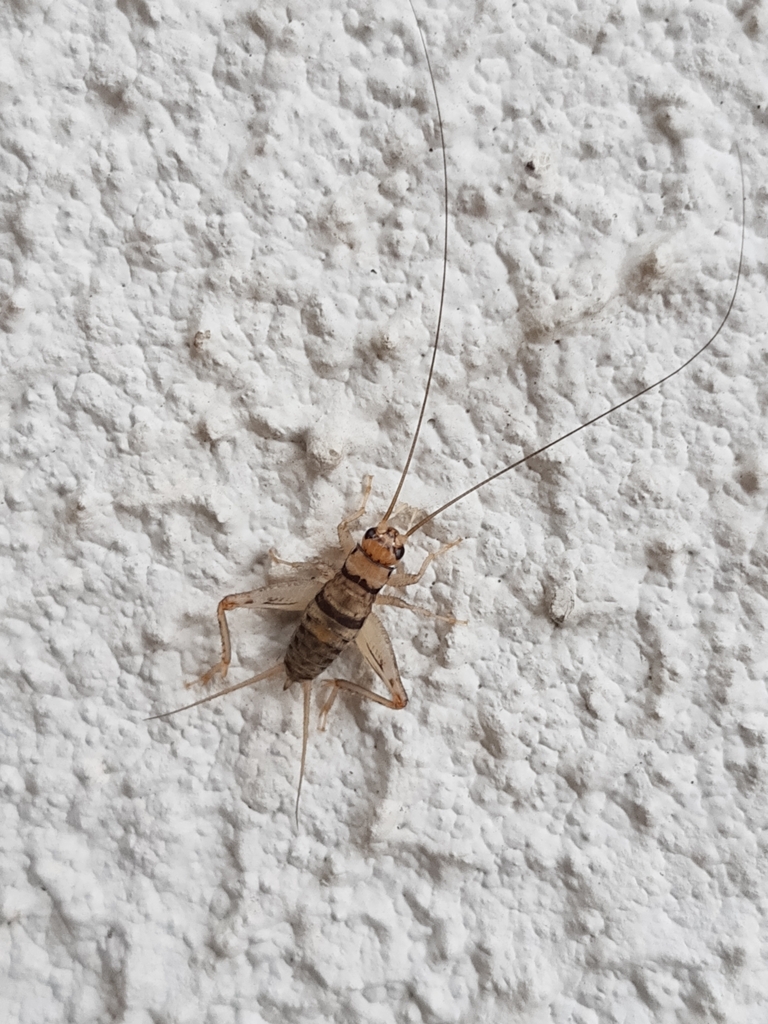 Tropical House Cricket from Centro, Pato Branco - PR, Brasil on January ...