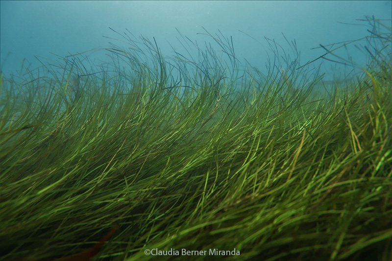 Zostera nigricaulis from Bahía Chascos, AT, CL on December 24, 2022 at ...