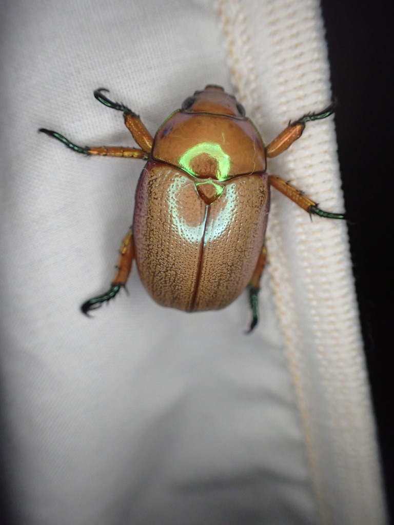 Anoplognathus rhinastus from Mount Coot-Tha QLD 4066, Australia on ...