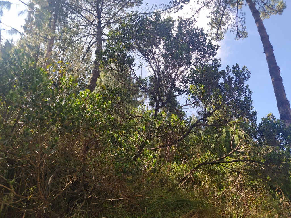 arrayan from Ibarra, Ecuador on November 05, 2022 at 09:18 AM by Paul ...