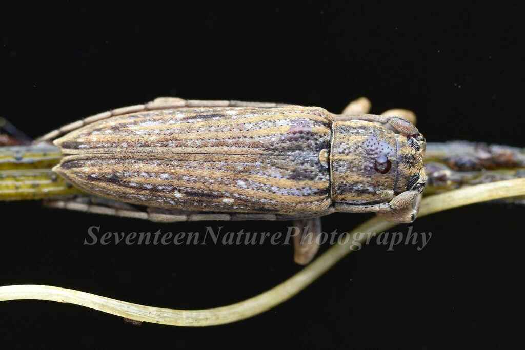 Sybra from 中国海南省五指山市 on January 16, 2023 at 10:32 PM by 石柒 · iNaturalist