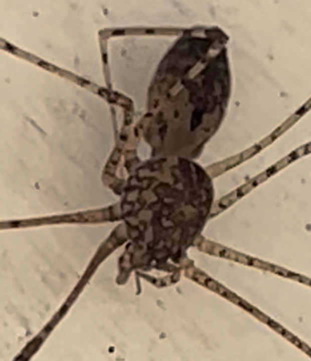 Long-legged Spitting Spider from Hawaiʻi, Hilo, HI, US on January 28 ...