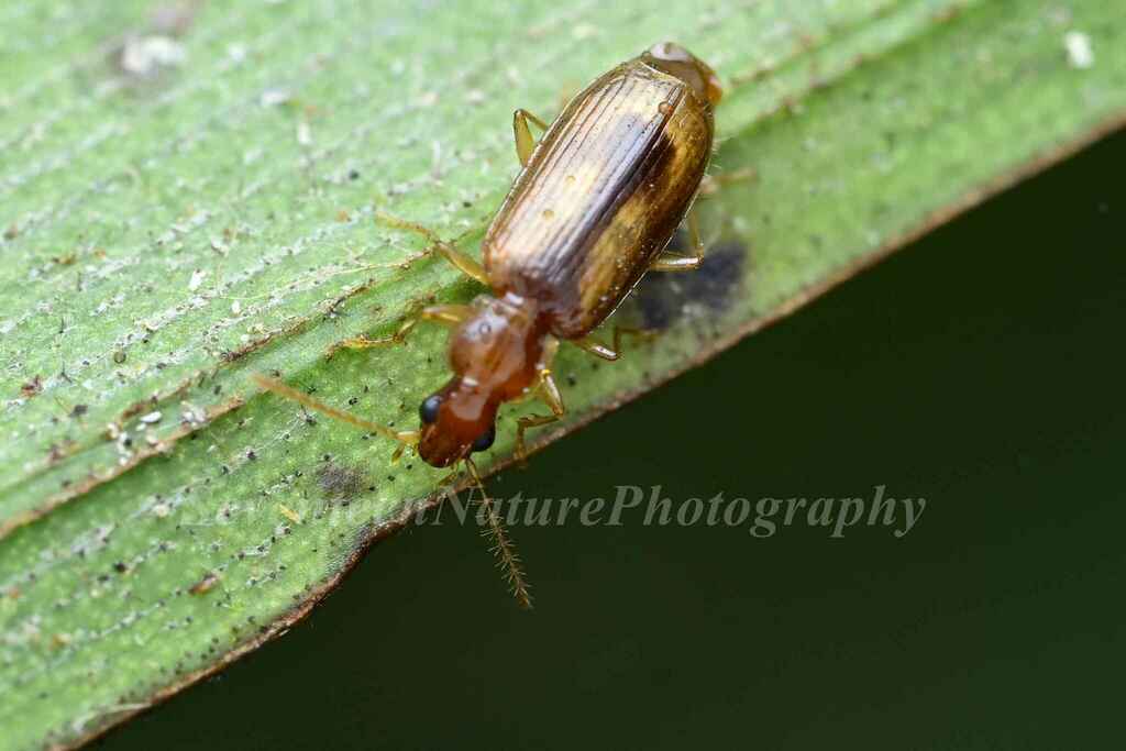 Dromius from 中国海南省五指山市 on January 16, 2023 at 10:52 PM by Kaniska ...