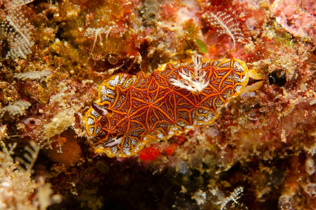 Halgerda tessellata from North West Solitary Island, New South Wales ...