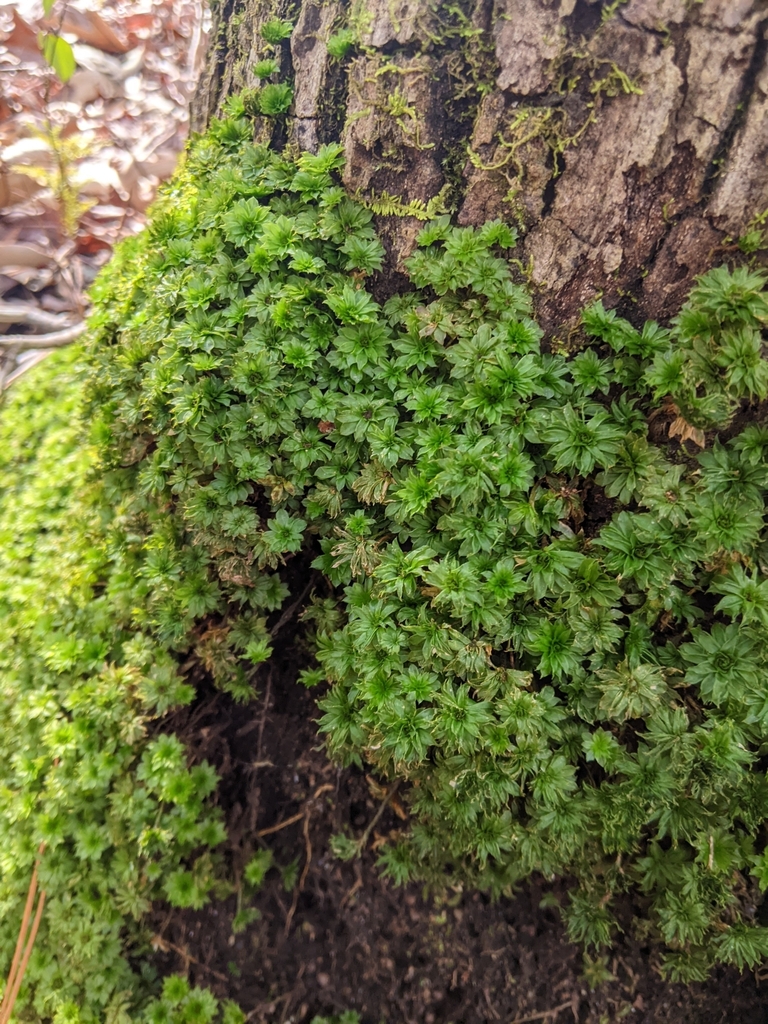 Ontario rhodobryum moss from Georgetown, DE 19947, USA on January 28 ...