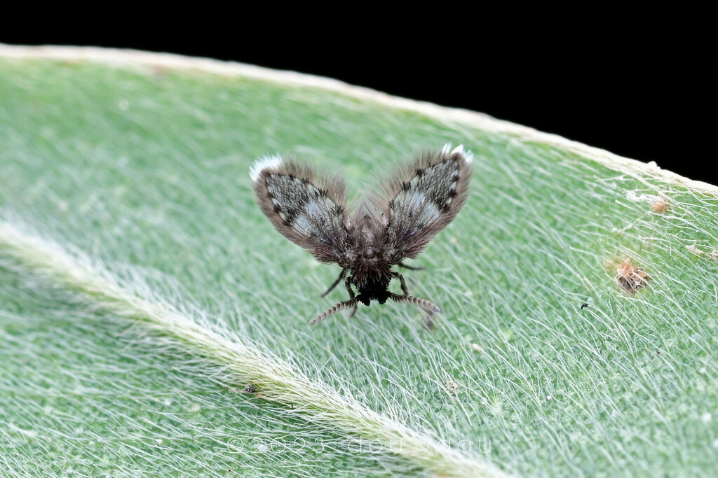 Moth Flies from 中国海南省琼中黎族苗族自治县百花岭 on January 16, 2023 at 11:18 AM by 豆豆 ...