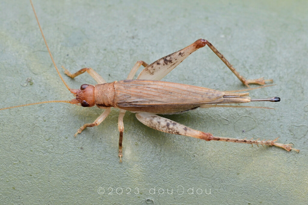 Slender Silent Bush Crickets from 中国海南省琼中黎族苗族自治县百花岭 on January 16, 2023 ...