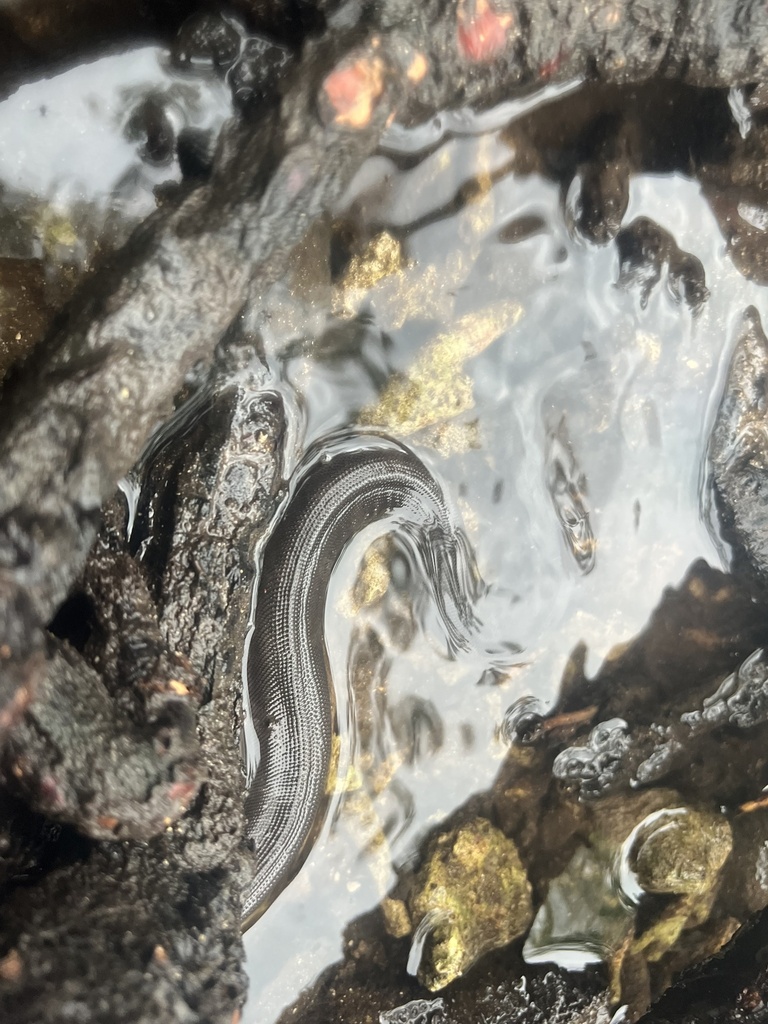 Little File Snake from Malaita, Solomon Islands, SB on January 28, 2023 ...