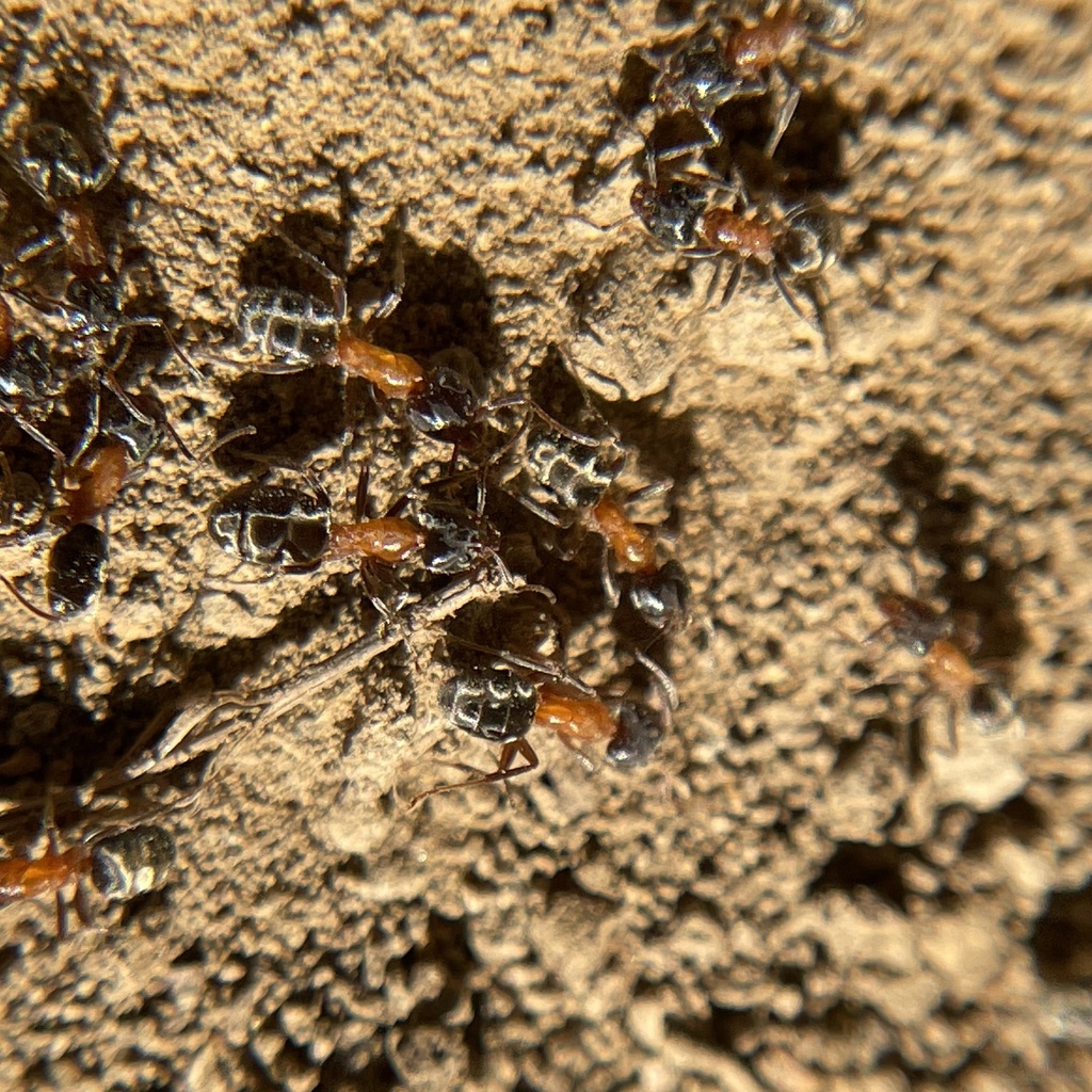 Western Velvety Tree Ant from Santa Clarita Woodlands Park, Newhall, CA ...