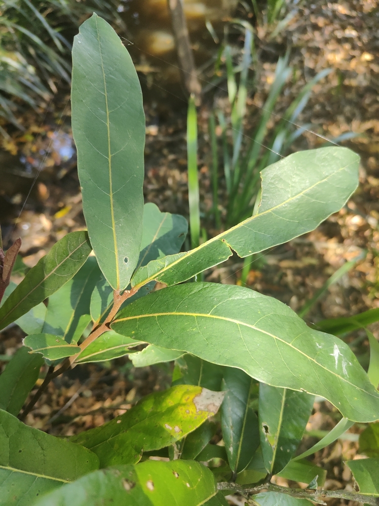 White Walnut in January 2023 by Tiki · iNaturalist
