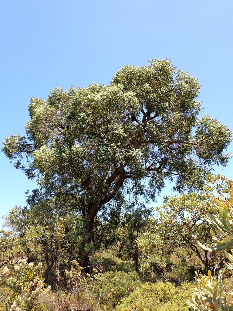 Coastal Blackbutt from Perth WA, Australia on January 28, 2023 at 12:26 ...
