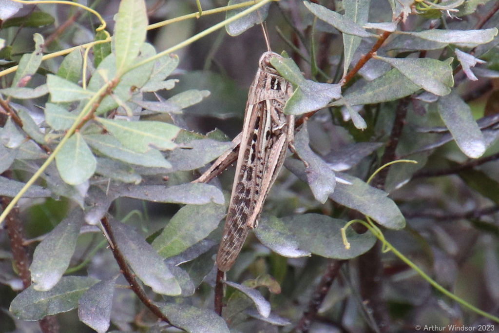 Schistocerca serialis cubense from JW Corbett Wildlife Management Area ...