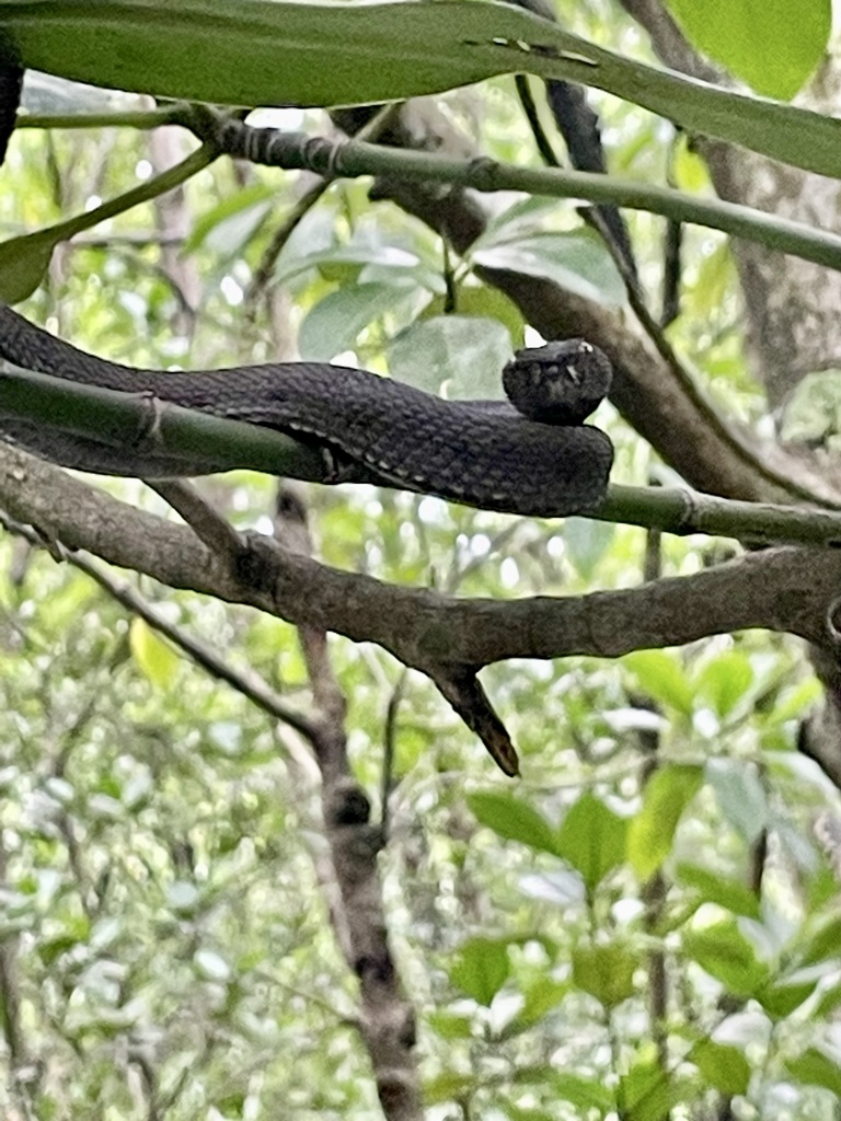 Mangrove Viper from Singapore Island, SG on January 29, 2023 at 05:24 ...