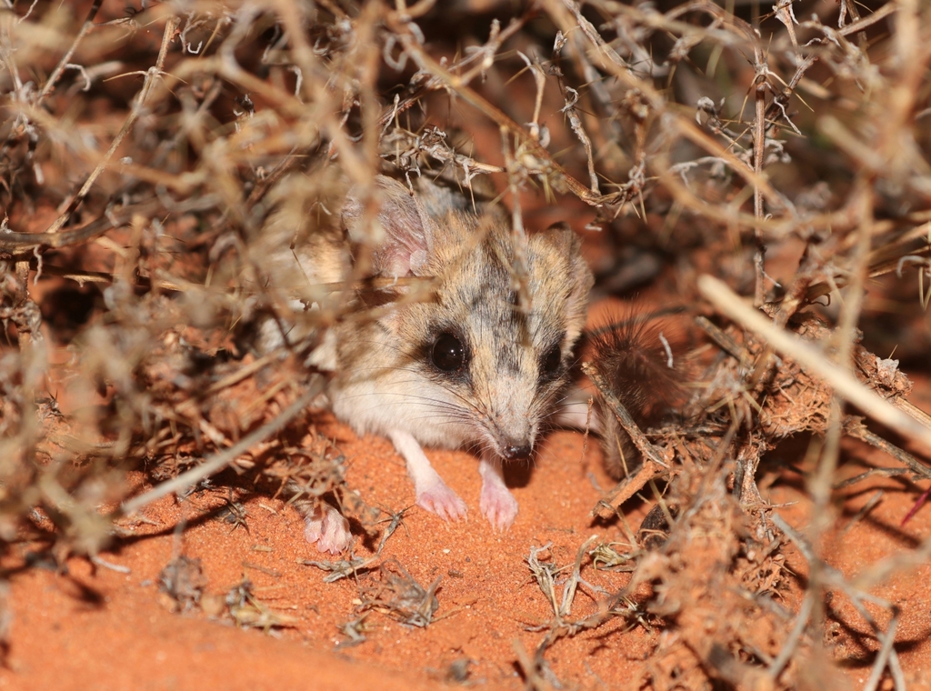 Kultarr from Ghan NT 0872, Australia on December 31, 2022 at 11:02 PM ...