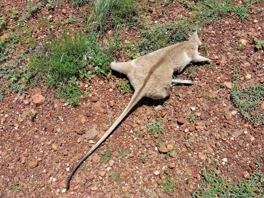 Northern Nail-tail Wallaby from Location: -17.138978, 133.459986 on ...