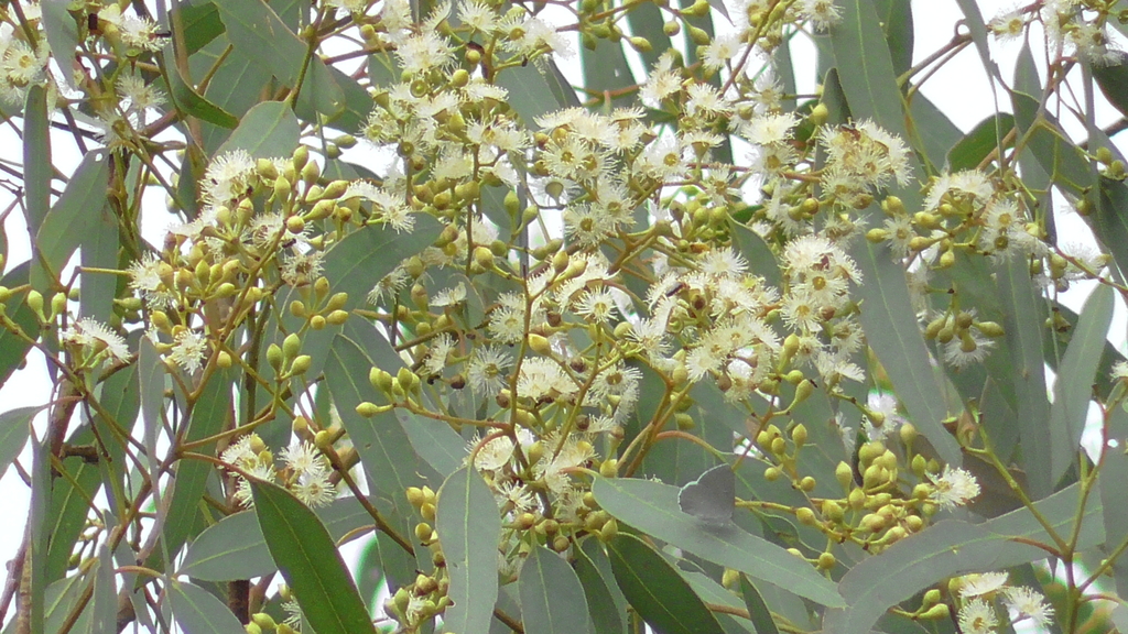 Narrow-leaved Ironbark from Watsonville QLD 4887, Australia on January ...