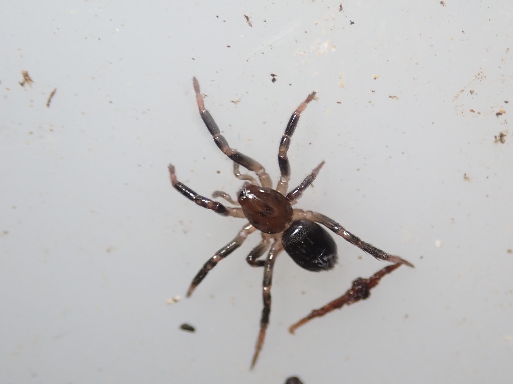 Ground Spiders from 矢倉緑地, 大阪市西淀川区, 大阪府, JP on November 22, 2022 at 11: ...