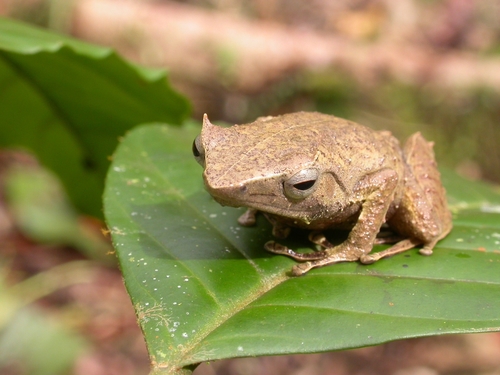 Genus Sphenophryne · iNaturalist