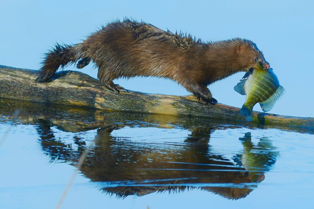 American Mink from Lancaster County, NE, USA - Branched Oak State ...
