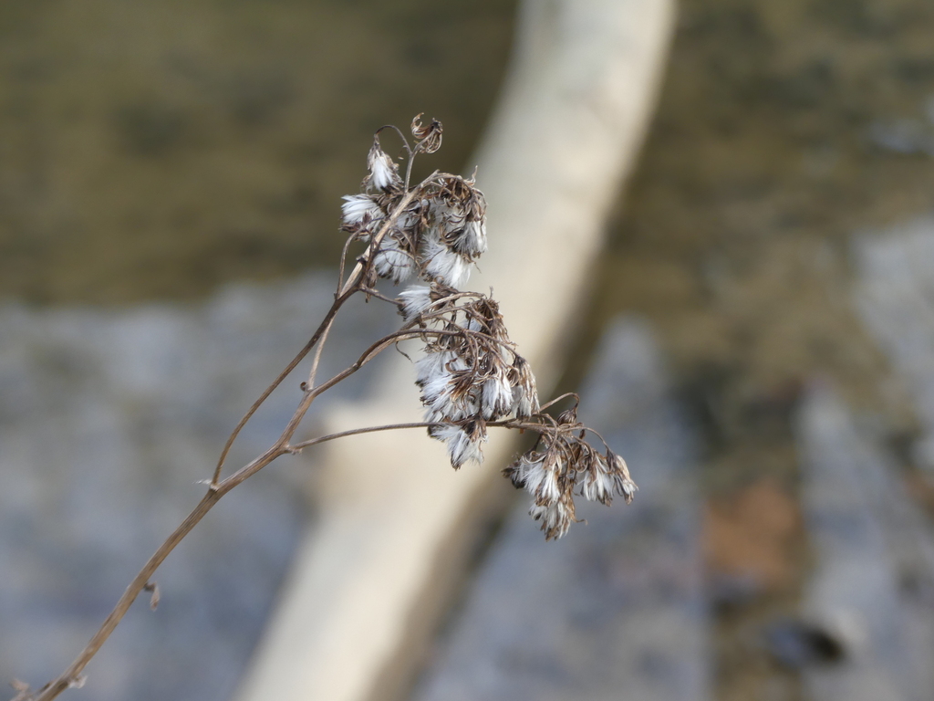 False Indian Plantain (Plants of the Potomac River Corridor) · iNaturalist