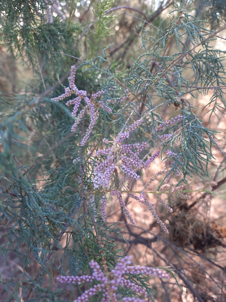 saltcedar from 85252 Son., México on January 29, 2023 at 10:48 AM by ...