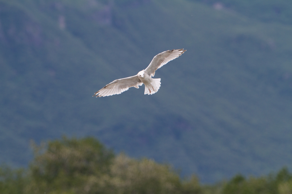 Large White-headed Gulls from Kodiak Island Borough, AK, USA on August ...