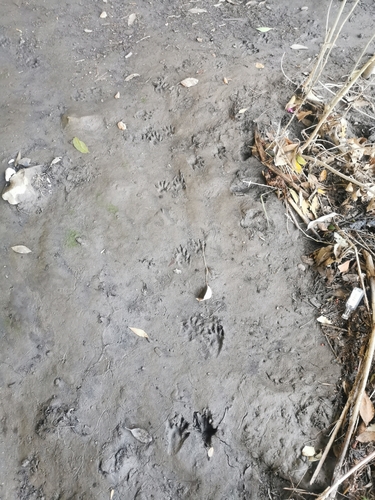 Raccoon Tracks – NatureTracking