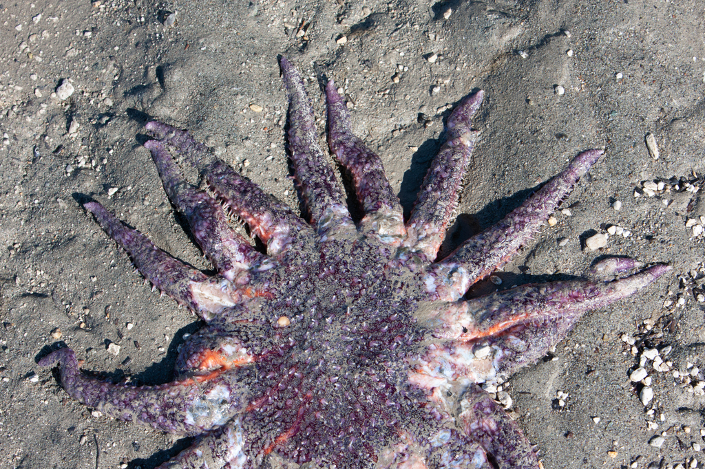 Sunflower Sea Star from Kodiak Island Borough, AK, USA on August 11 ...