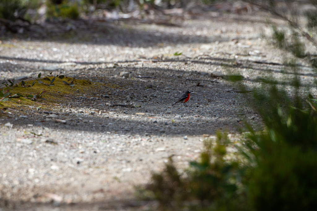 Flame Robin from Southwest TAS 7139, Australia on December 24, 2010 at ...